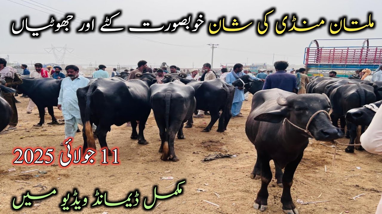 Buffalo Markete Multan| Neeli Ravi Khoobsurat| Buffalo Or Kattay For ...
