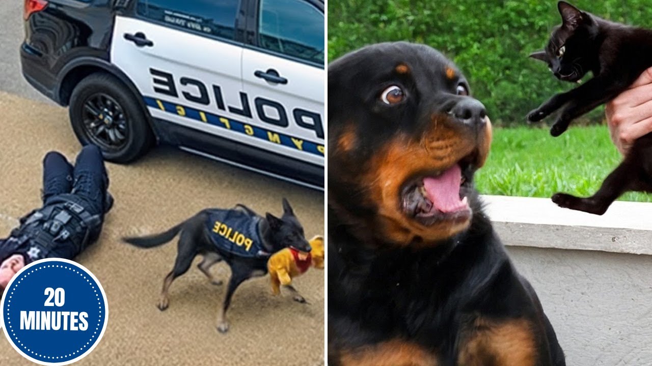 When You Expect a Guard Dog, But Get a Comedian 🐕😁 | Funny Dog Videos ...