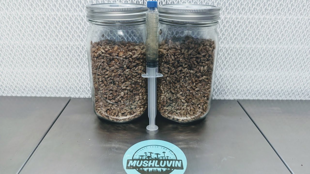 Easy Mushroom Growing: How to Inoculate Grain Jars with Liquid Culture ...