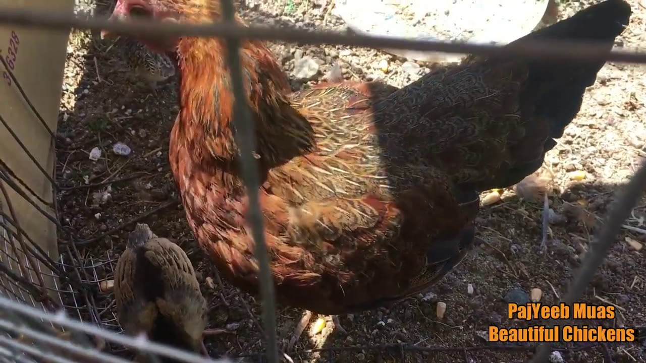 My Bantam Chickens: Chicks Three Weeks Old - YouTube