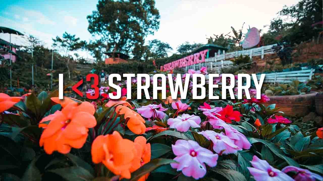 Baguio in Cebu? | Strawberry de Cantipla Eco Farm, Busay, Cebu | Cebu ...