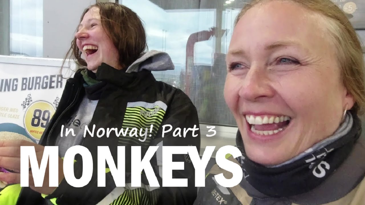 Monkeys in Norway PART 3 of 3 - YouTube