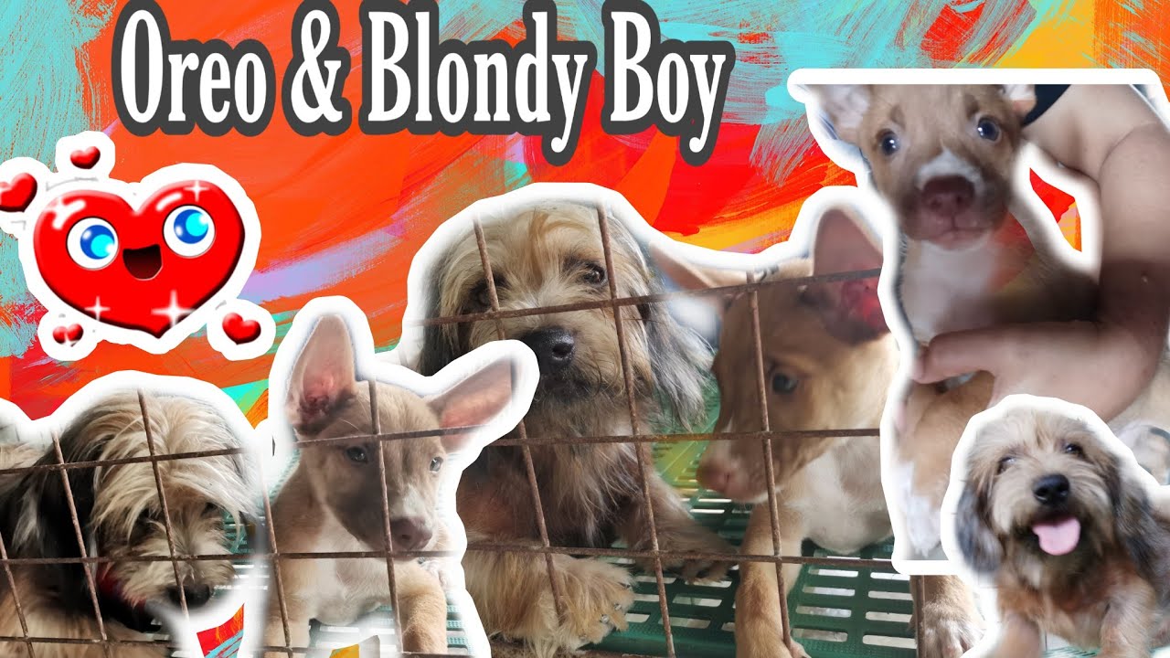 BEST BUDDIES (OREO & BLONDY) - YouTube