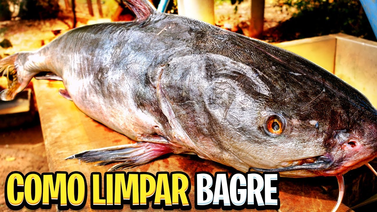 COMO LIMPAR PEIXE BAGRE: TIRANDO BARRIGADA E DICAS - YouTube