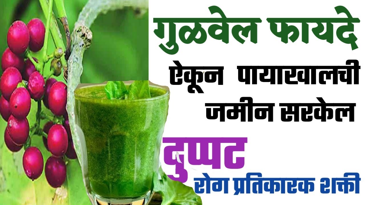 गुळवेल चे फायदे मराठी, रोगप्रतिकार शक्तीवर्धक गुळवेल, giloy ke fayde ...