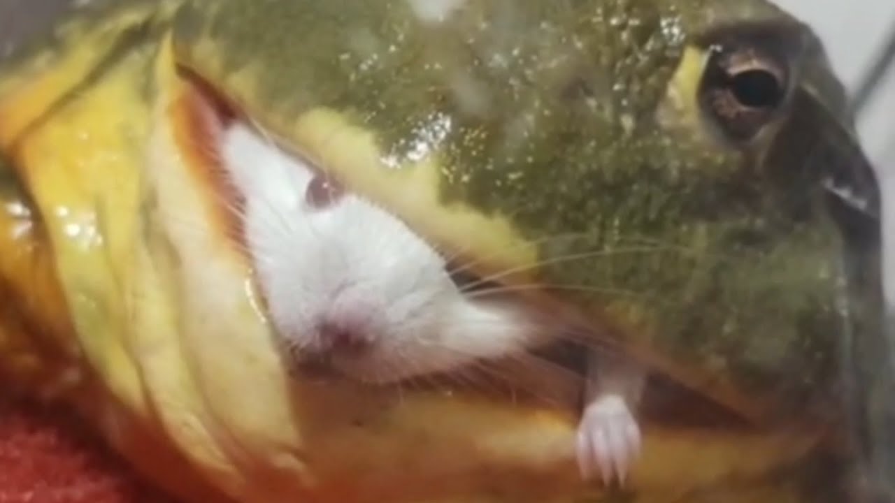 非洲牛蛙吃老鼠从尾巴开始 African bullfrog eat mice from the tail *WARNING LIVE ...