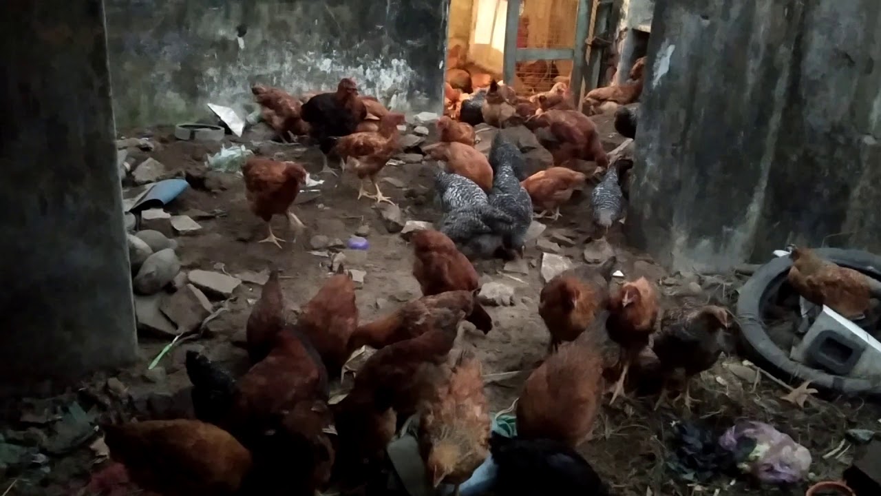 Banaraja kukuda for sale Rs.200/- in Kendrapara - YouTube