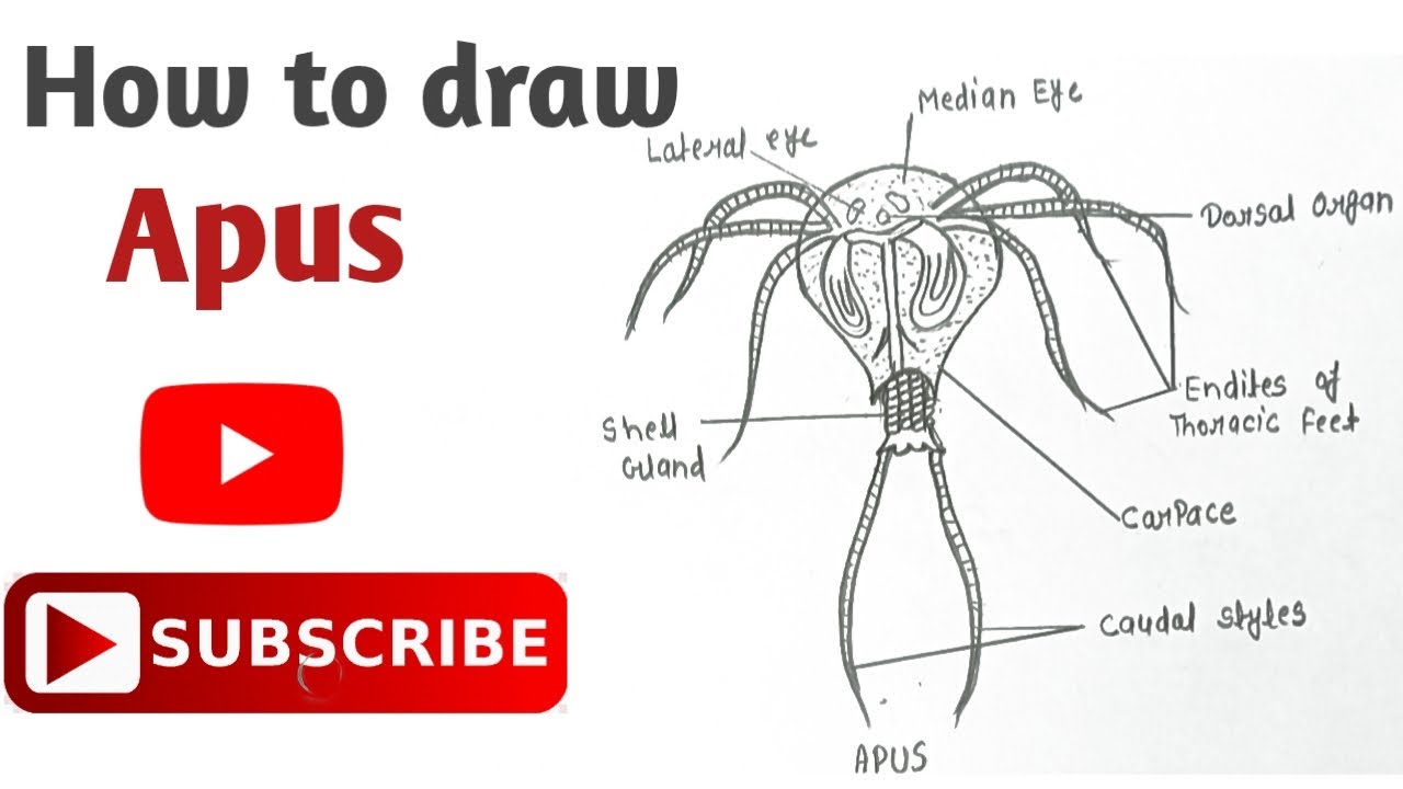 How to draw Apus Diagram || zoology Diagram || Phylum- Arthropoda ...