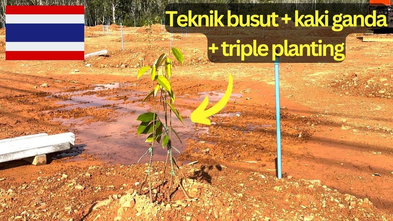 Kisah Kebun Durian di Thailand guna teknik busut - YouTube