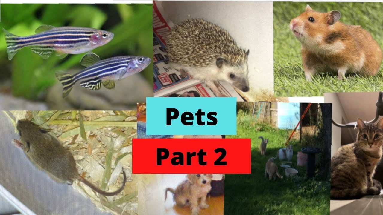 Pets Part 2 - YouTube