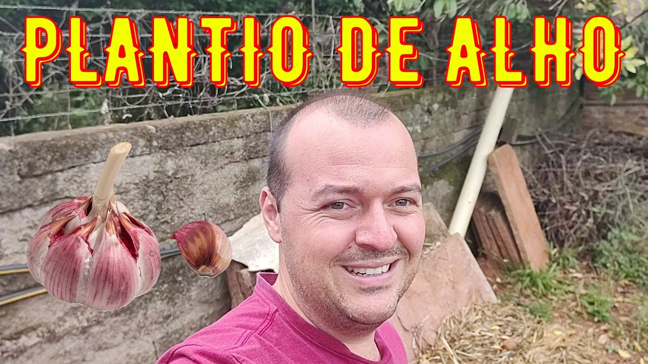 PLANTIO DE ALHO, ALHO MACHO E ALHO COMUM, MUITO ALHO PLANTADO - YouTube