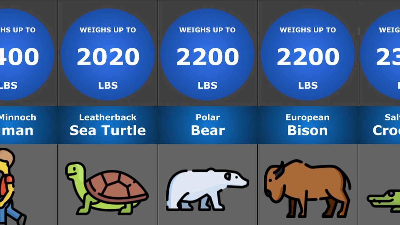 Comparison: Heaviest Animals From Each Species - YouTube