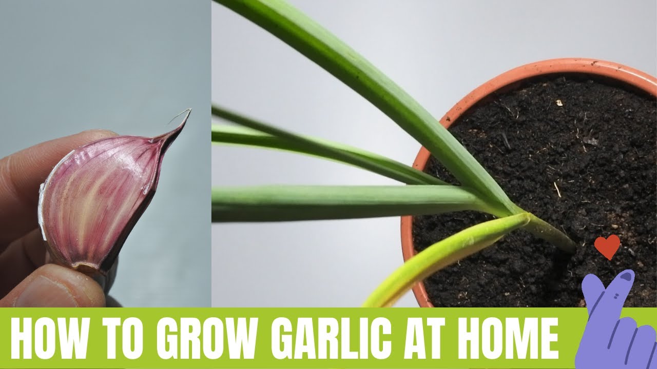 how to grow garlic at home - YouTube