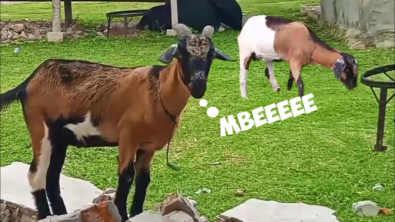 Kambing Embek-Embek - YouTube
