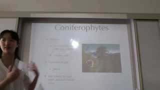 Plant Phyla