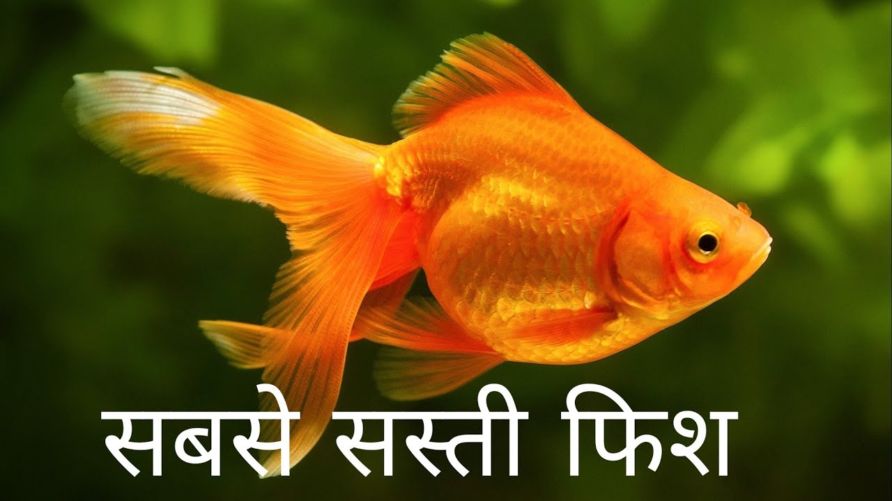 New fish stock at Malik fish aquarium loni - YouTube