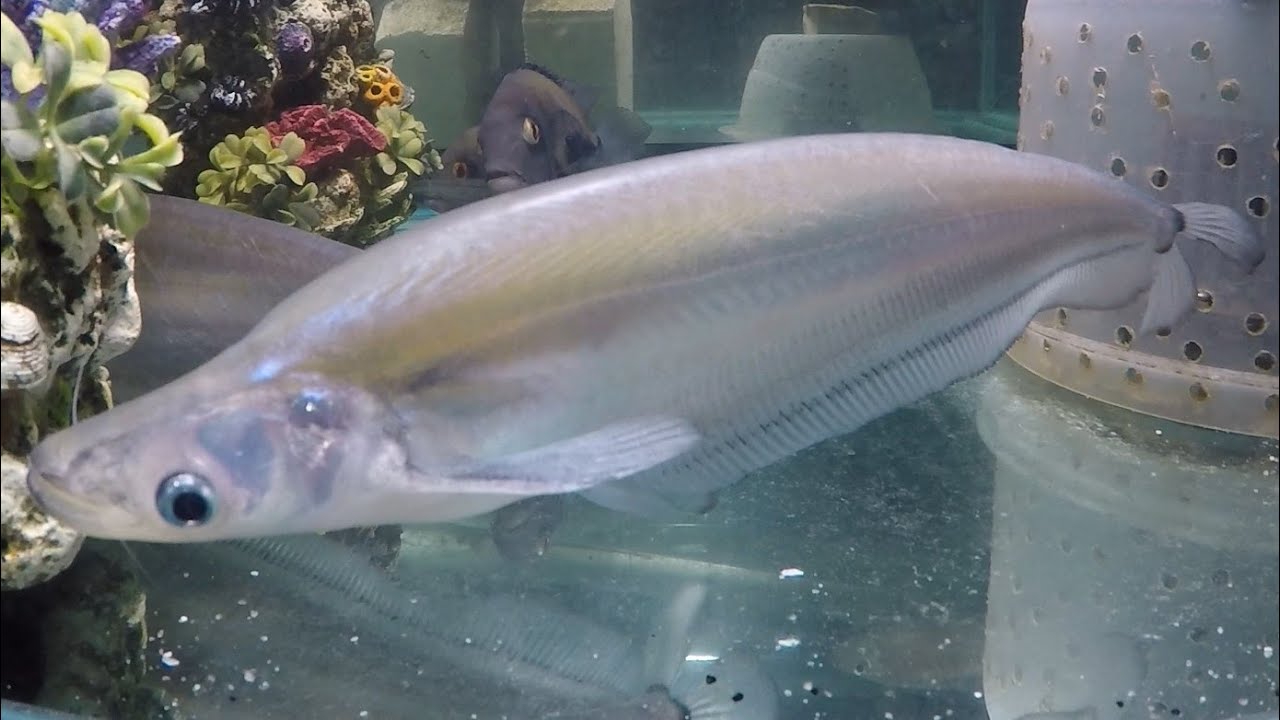 Story of 3 Giant Siamese Glass Catfish, Phalacronotus (bleekerii?), 2 ...