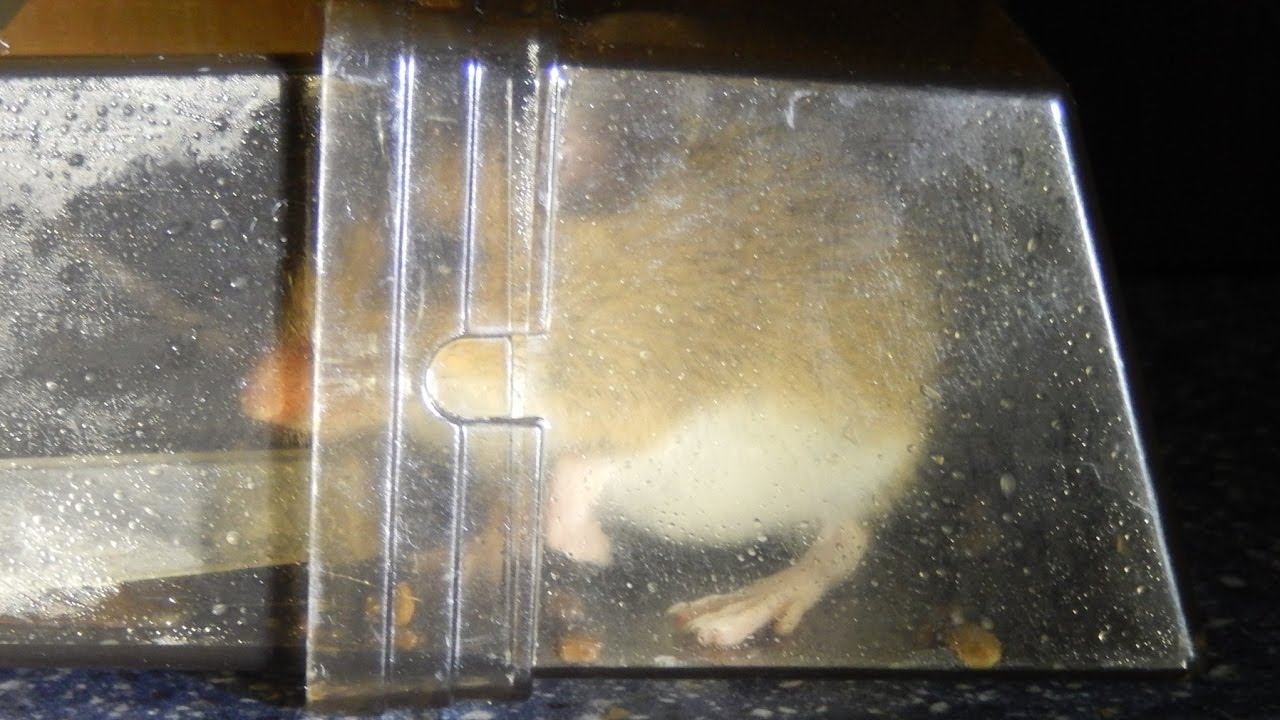 Man Vs Mouse - YouTube