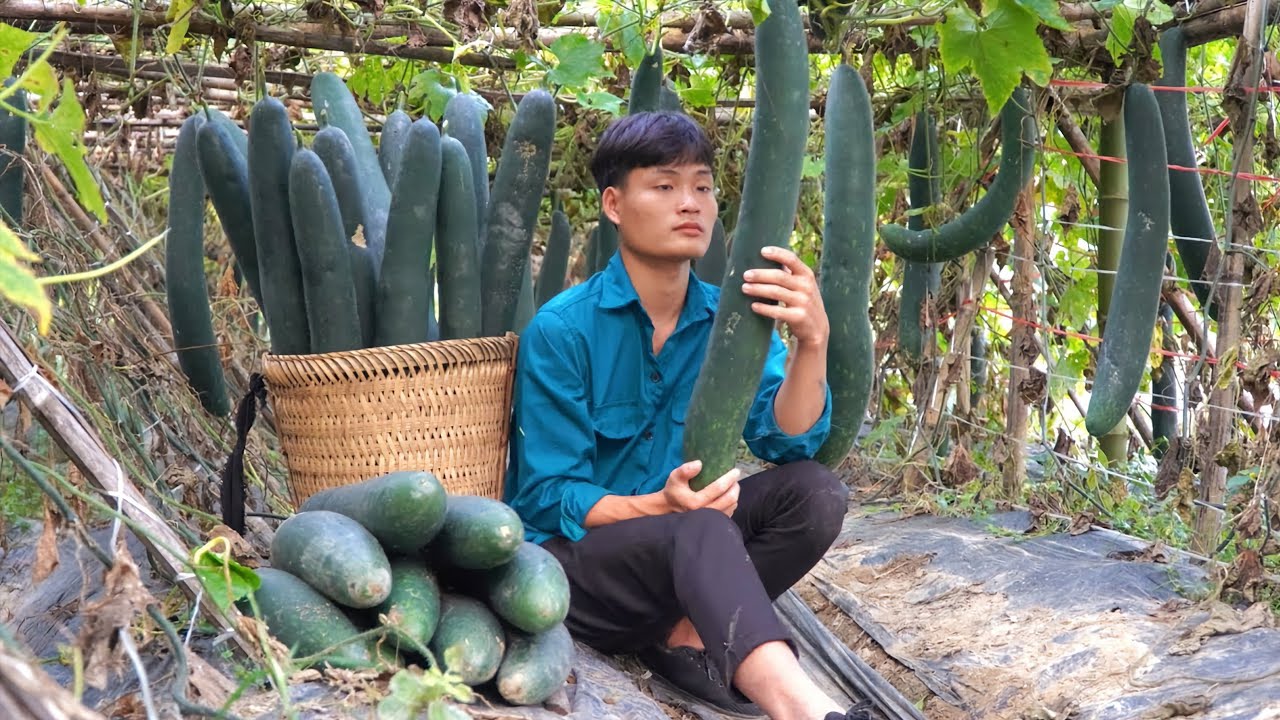 FULL VIDEO 150 Days Harvest, Ginger, Turnip, Squash, Orange, Go Sell ...