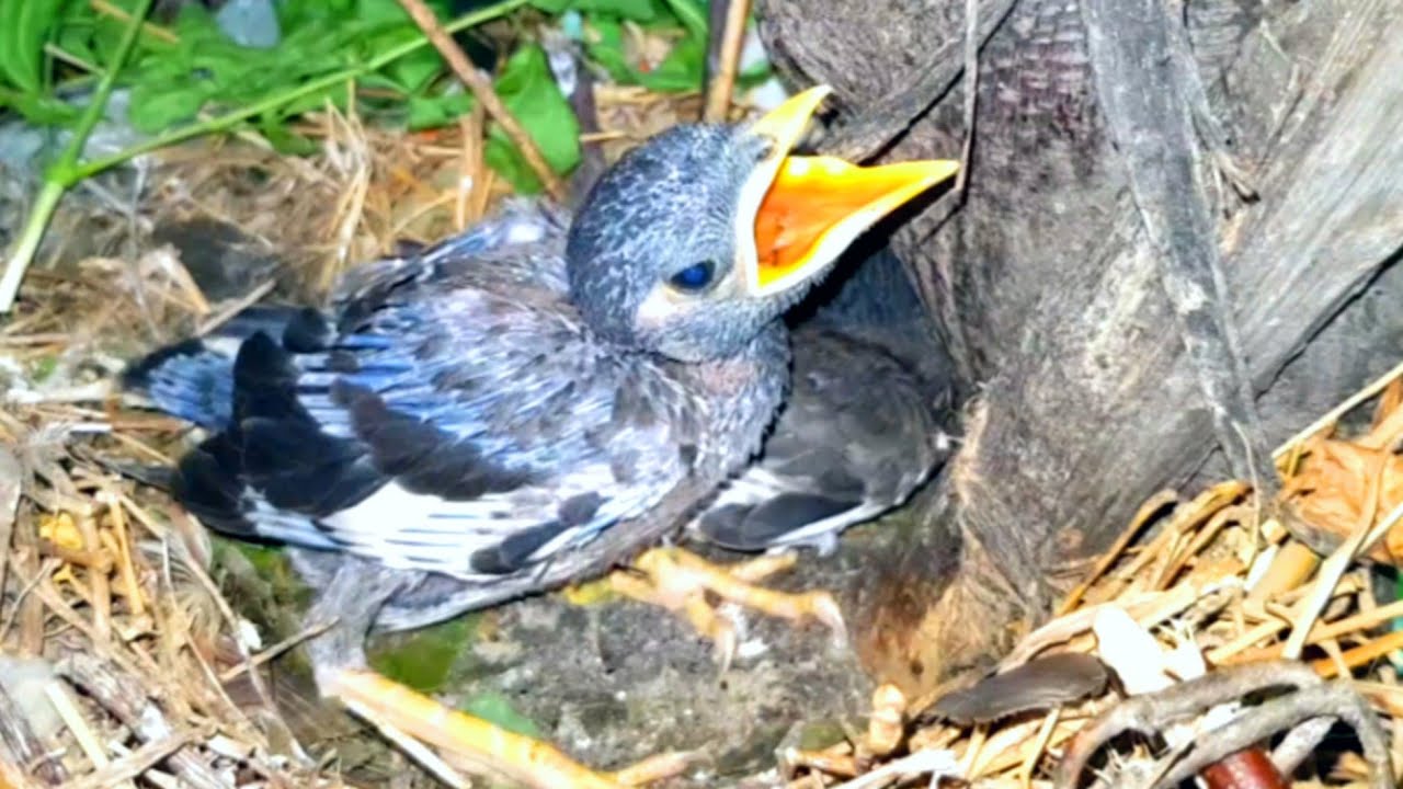 Baby Myna Bird Waited for Food! Mother Myna Bird Saves the baby! - YouTube