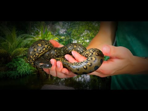 Check out This Crazy Snake Collection 🐍🔥 - YouTube