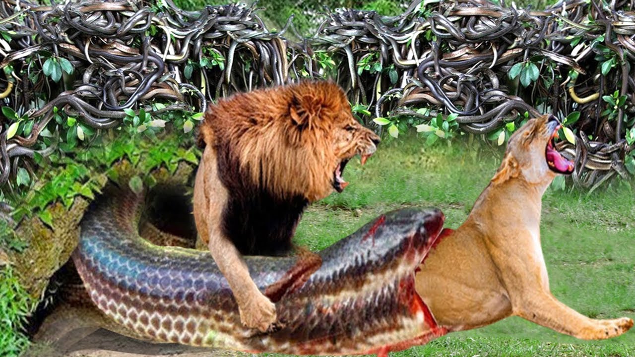 Death Trap! Male Lion Cried And Scratched To Rescue The Female Lion ...