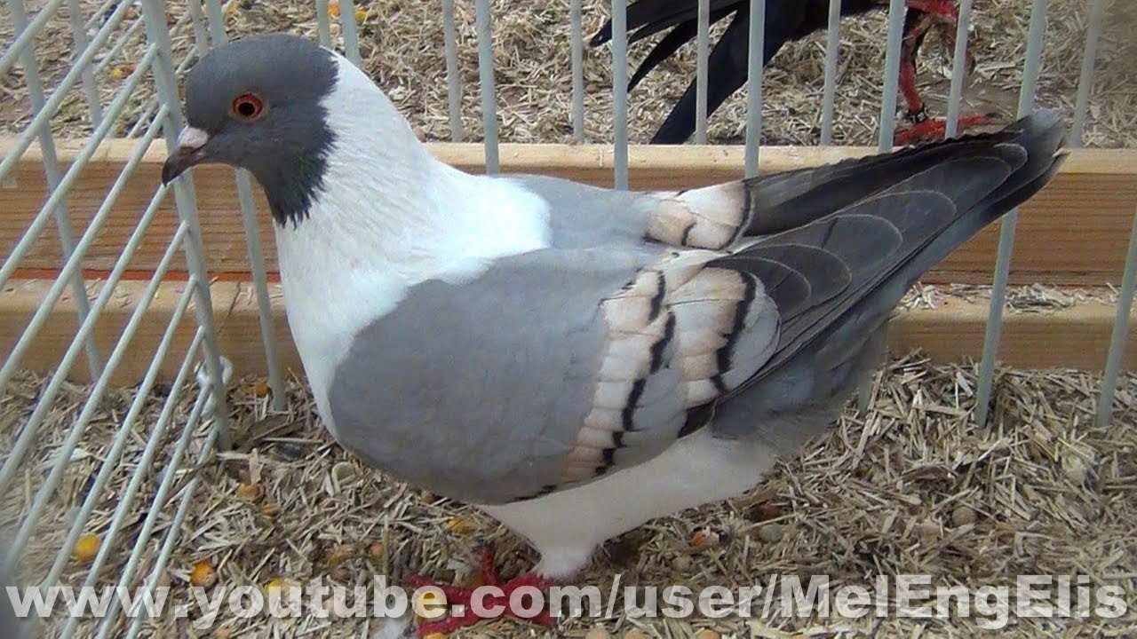 Pigeons Triganini Gazzi - Magnani - Schietti -Triganino Modeneser ...