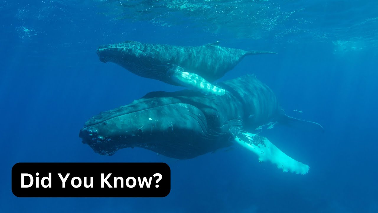 Discover the Majestic World of Whales: From Gentle Giants to Mysterious ...