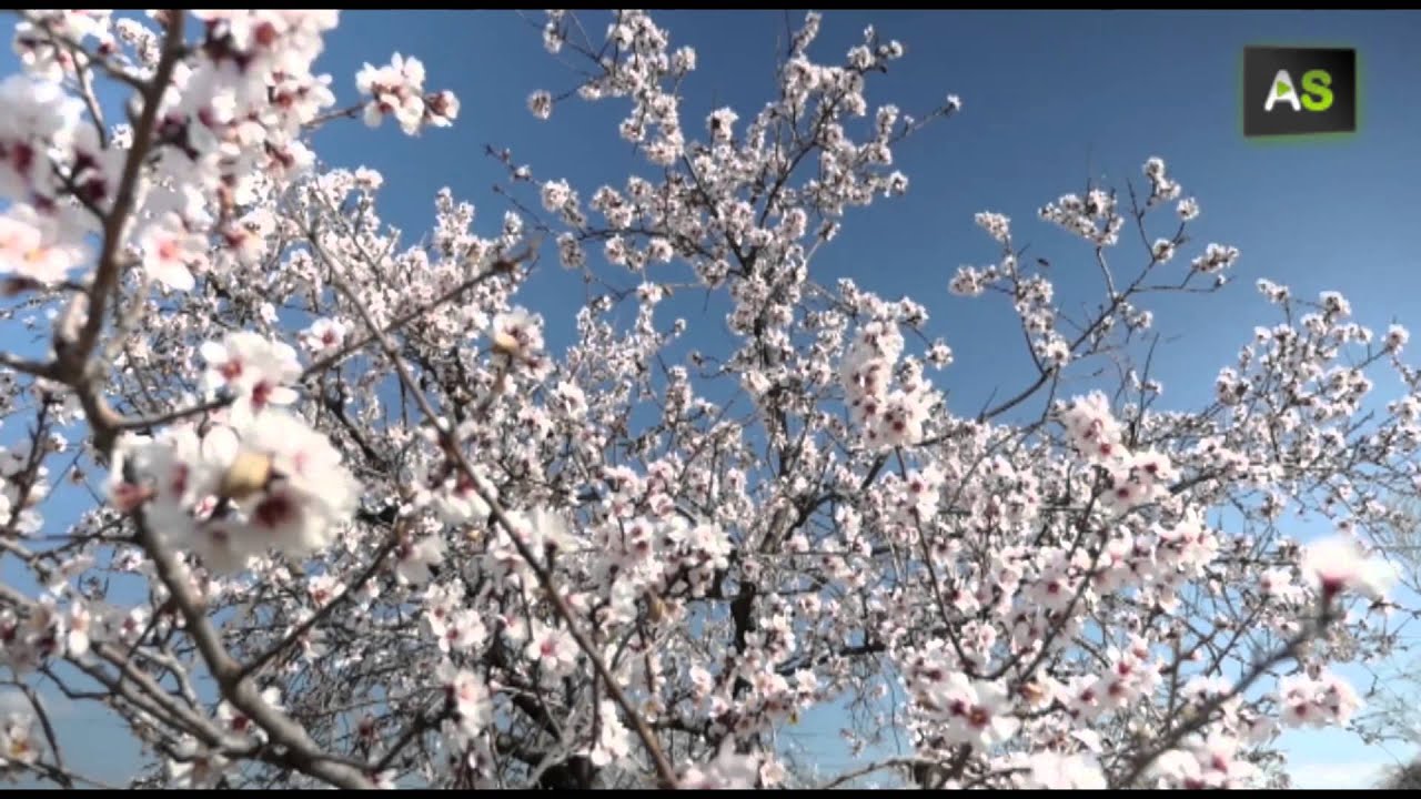 AS Almond blossoms to awaken the senses and revive rural tourism in ...