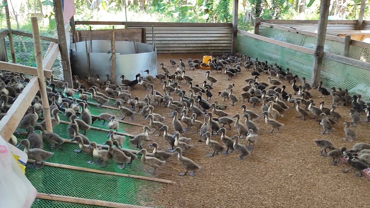 Another Batch of Ducklings | Meron na Naman Tayong Bagong mga Ducklings ...