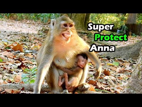 Super Protect Mum ANNa Nursing Her Baby ALba From Big Monkey | ANNa Scrim So Big Mouth To Take Care