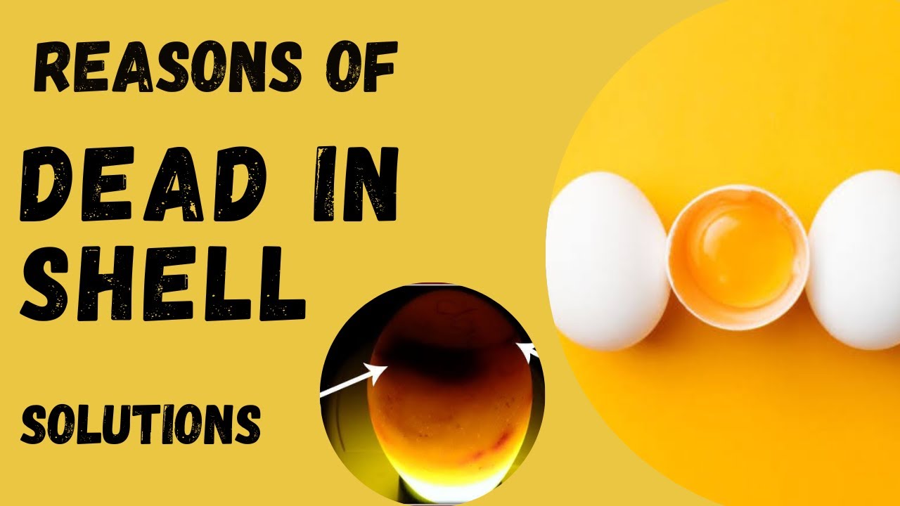 Reasons of Dead in Shell in Lovebirds | solutions #KkAsad #lovebird # ...