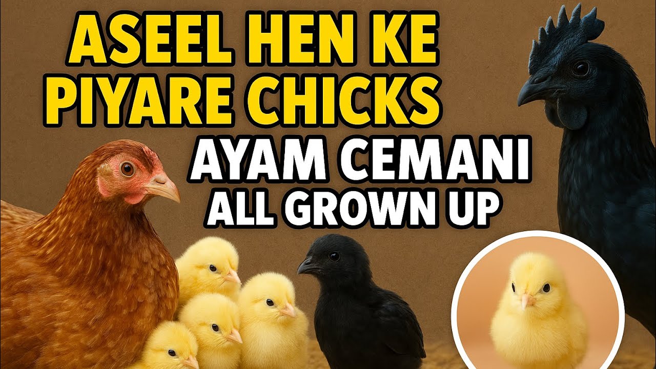 New Life at the Farm! Aseel Hen Hatch Chicks | Ayam Cemani bhi baray ...