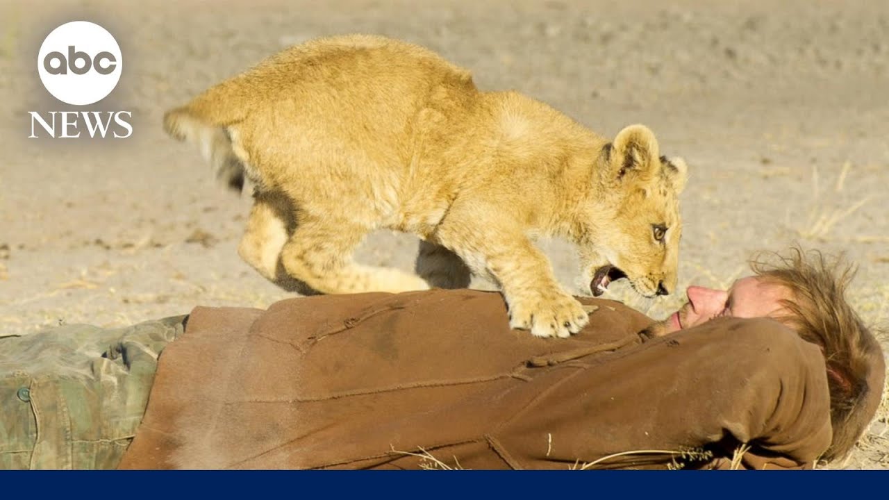 Living with a lion: Conservationist rescued and raised cub - YouTube