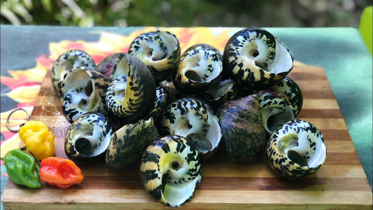 🇯🇲GRILLED SEA-SNAIL 🐚 (Jamaican style) 🇯🇲 - YouTube