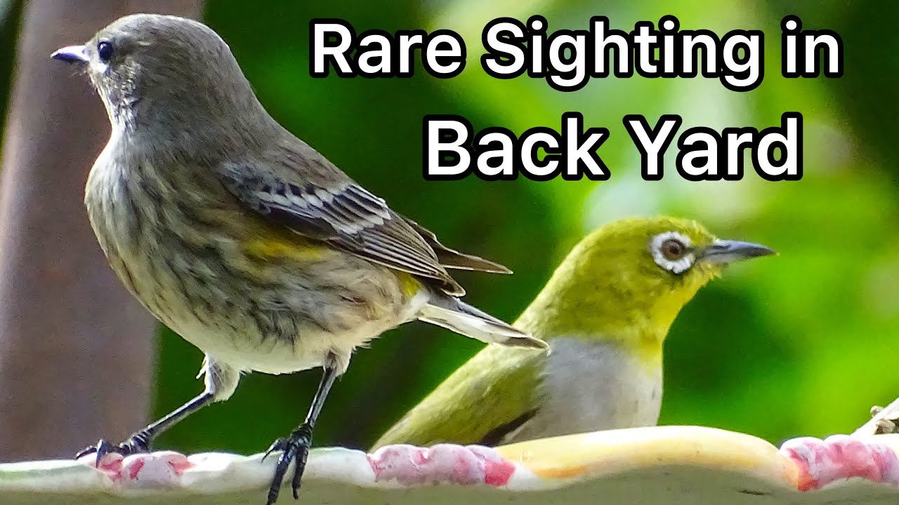 Rare Bird Swinhoe’s White Eye Seen in our Vegetable Garden a Pair ...