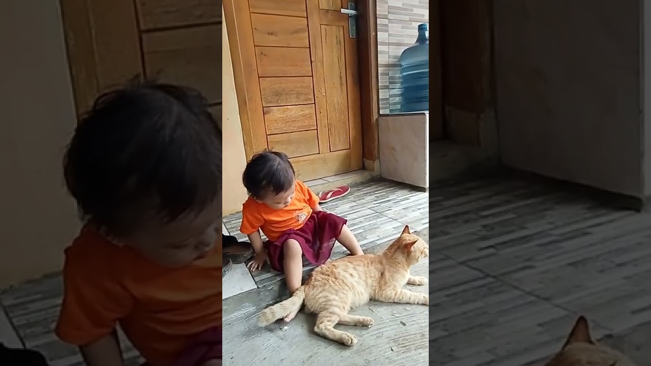 main dengan kucing Oren..#kucing oreng lucu - YouTube