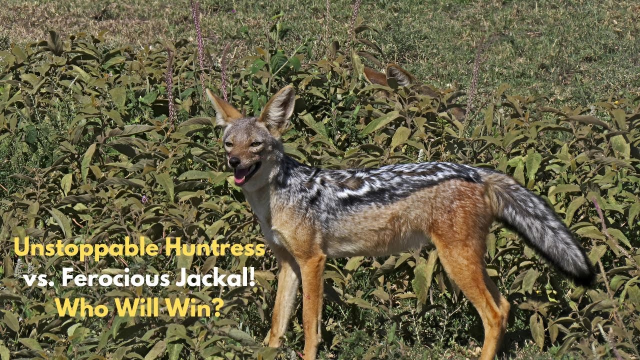 The Huntress vs. The Jackal: Epic Battle You Won't Believe! - YouTube