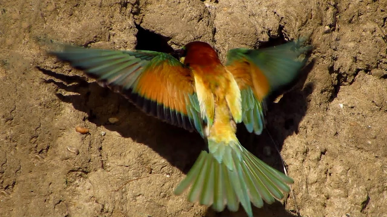 European bee-eater (Merops apiaster) feeding chicks / Pčelarica - YouTube