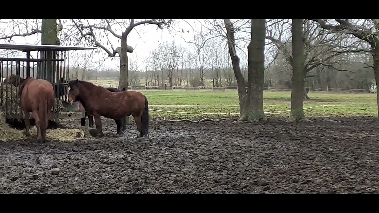 Pferde am Markkleeberger See (Privatvideo) - YouTube