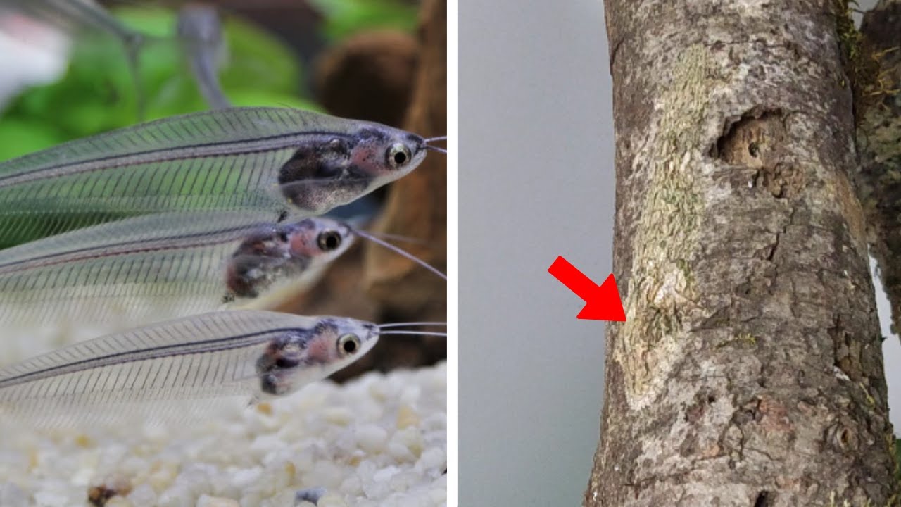 Top 10 Invisible Animals In The World - YouTube