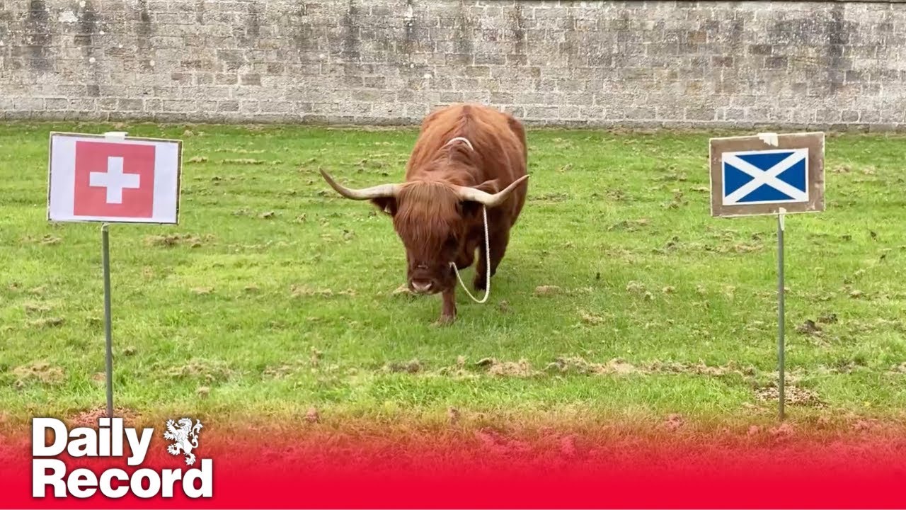 Scotland at Euro 2024: Psychic Highland Cows predict result against ...