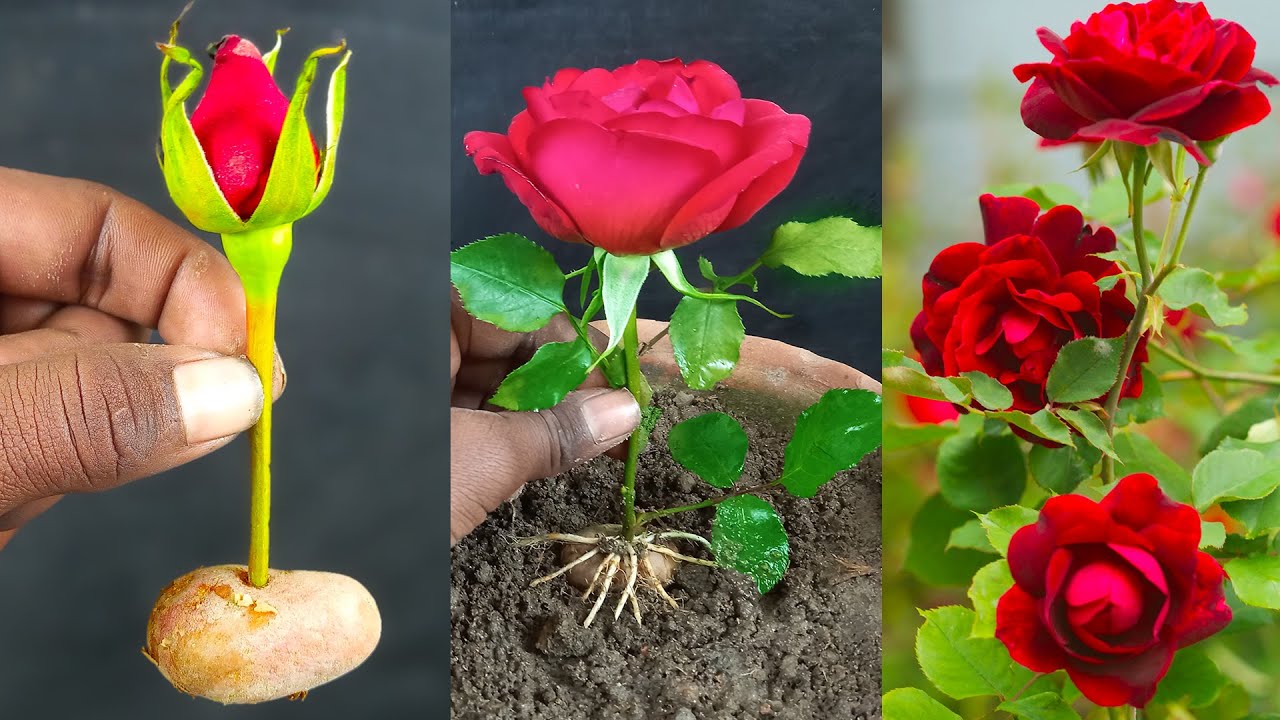 The method of growing roses from buds the whole world does not know ...