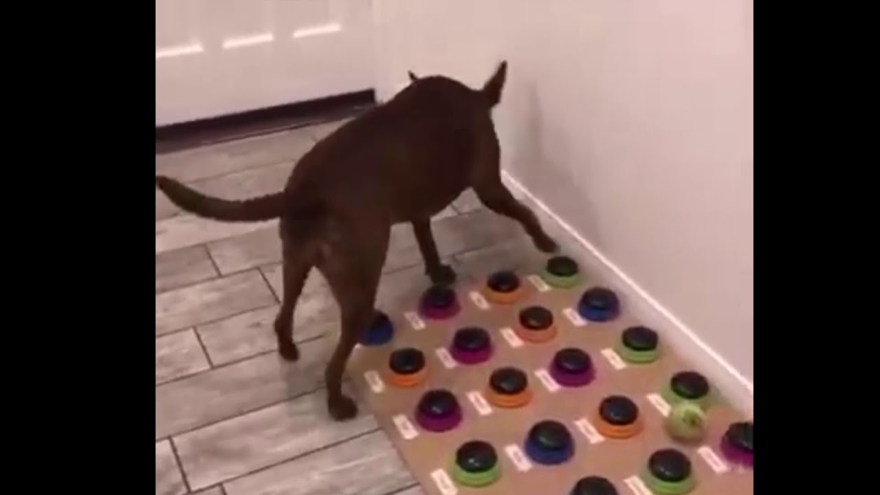 El perro que se comunica con sus dueños a través de botones - YouTube