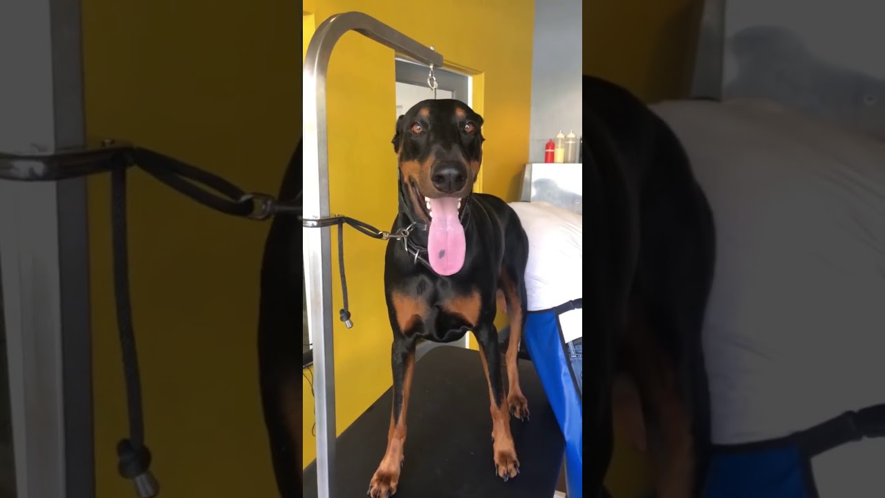 Doberman getting nails done - YouTube