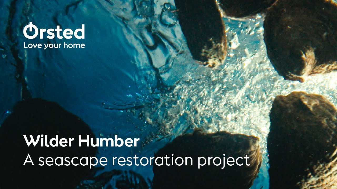 Wilder Humber: A seascape restoration project - YouTube