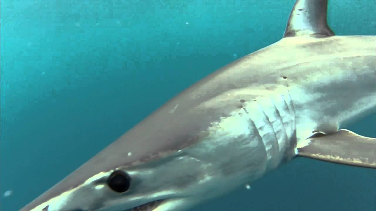 Jurassic Shark 2015 Youtube