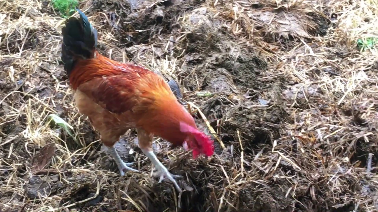 Chickens Alive. - YouTube
