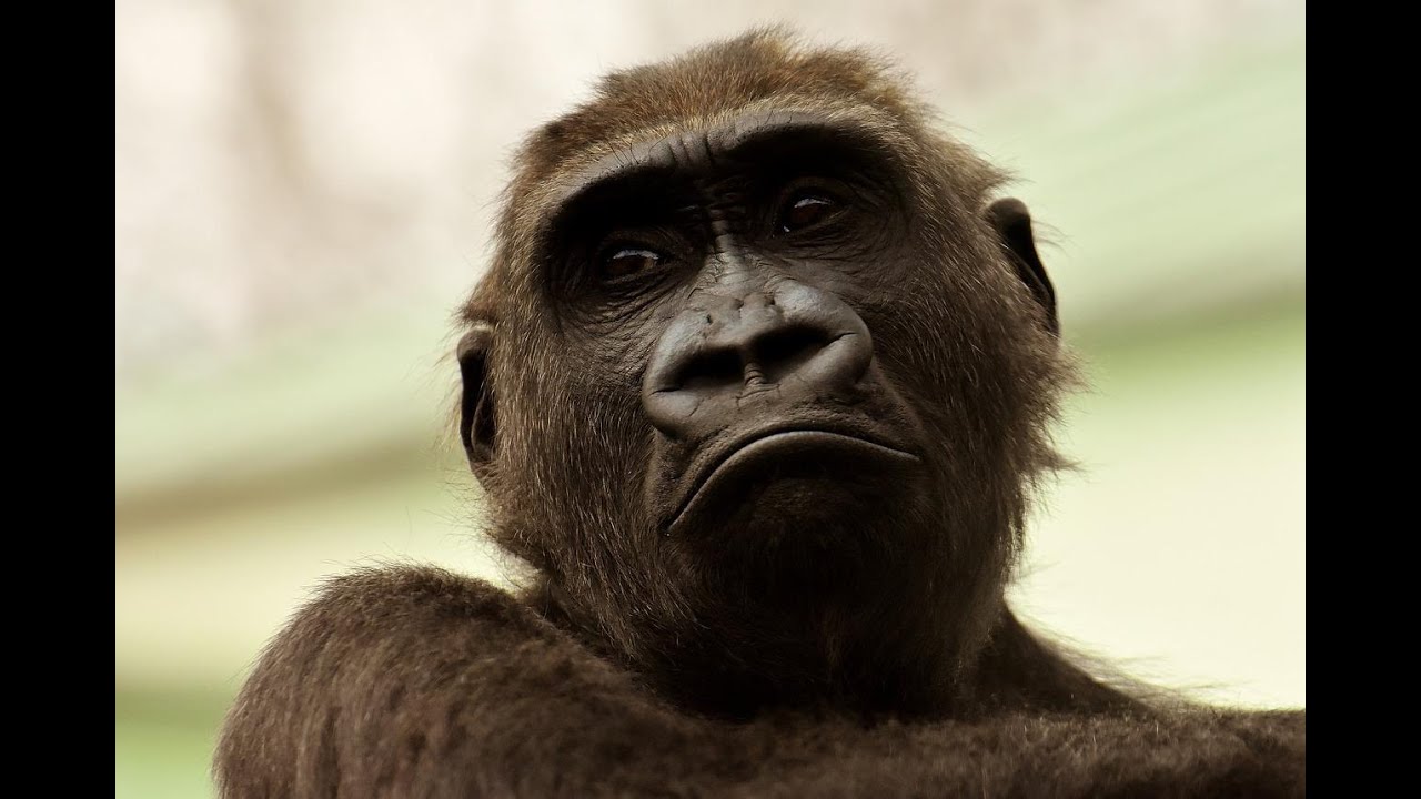 Web3 Domain Names Are Overtaking Apes in Trading Volume on OpenSea ...