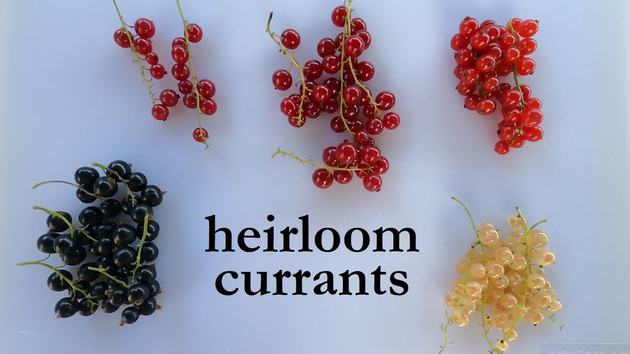 Heirloom currants - taste test - YouTube